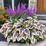From Seed to Stunning – Hosta Magic 🌿Rare Hosta Seeds🌿 – Gardenerstar