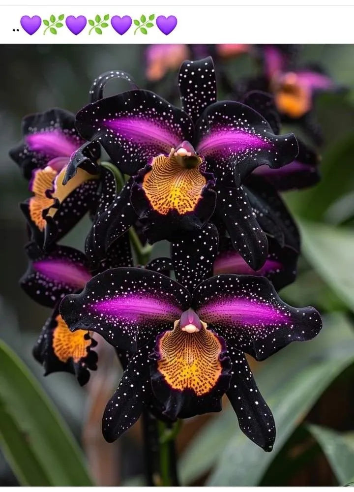 🔥[Limited Time Sale]🌺Iris Bulbs - Rare Species(#23) – Gardenerstar