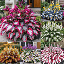 From Seed to Stunning – Hosta Magic 🌿Rare Hosta Seeds🌿 – Gardenerstar