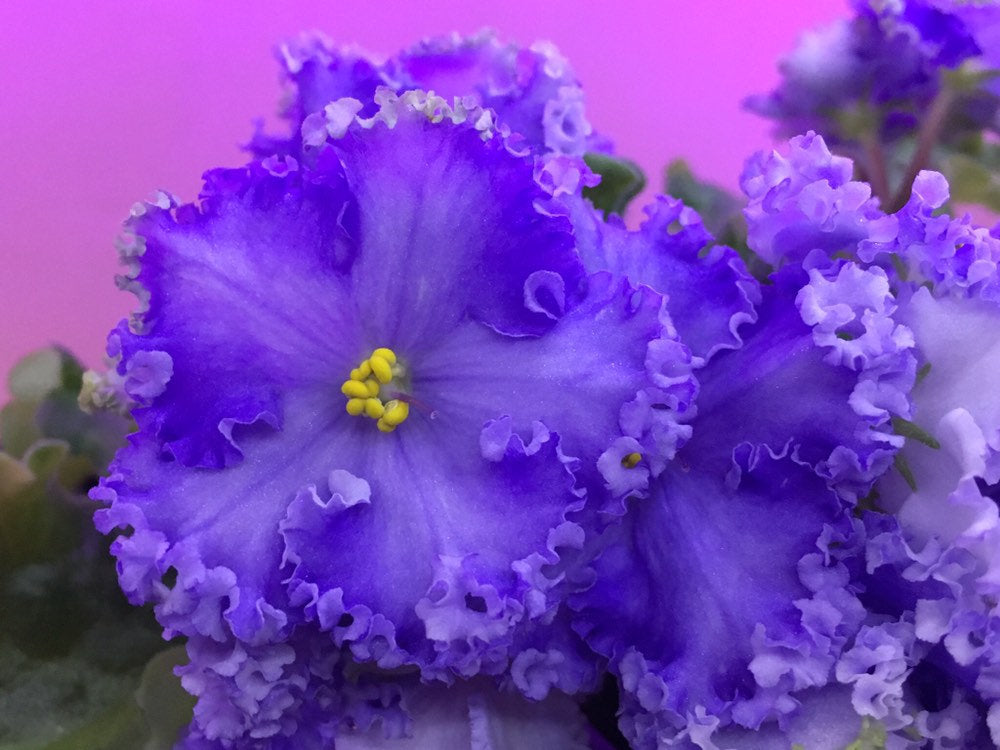 African Violet - saintpaulija Reigning Beauty – Gardenerstar