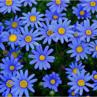 Blue Daisy Felicia Amelloides Chrysanthemum – Gardenerstar