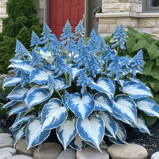From Seed to Stunning – Hosta Magic 🌿Rare Hosta Seeds🌿 – Gardenerstar
