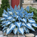 From Seed to Stunning – Hosta Magic 🌿Rare Hosta Seeds🌿 – Gardenerstar