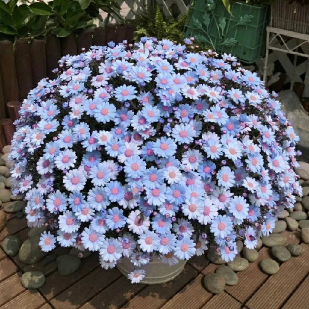Blue Daisy Felicia Amelloides Chrysanthemum – Gardenerstar