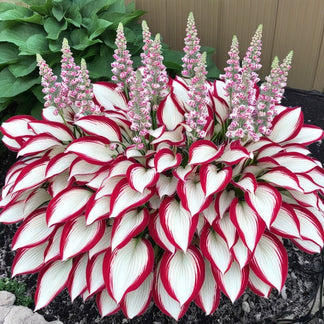 From Seed to Stunning – Hosta Magic 🌿Rare Hosta Seeds🌿 – Gardenerstar