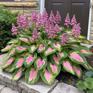 From Seed to Stunning – Hosta Magic 🌿Rare Hosta Seeds🌿 – Gardenerstar