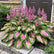 From Seed to Stunning – Hosta Magic 🌿Rare Hosta Seeds🌿 – Gardenerstar