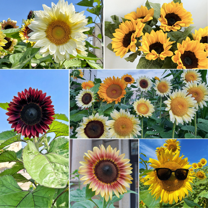 Real-Life Sun Producer - Sunflower Mix – Gardenerstar