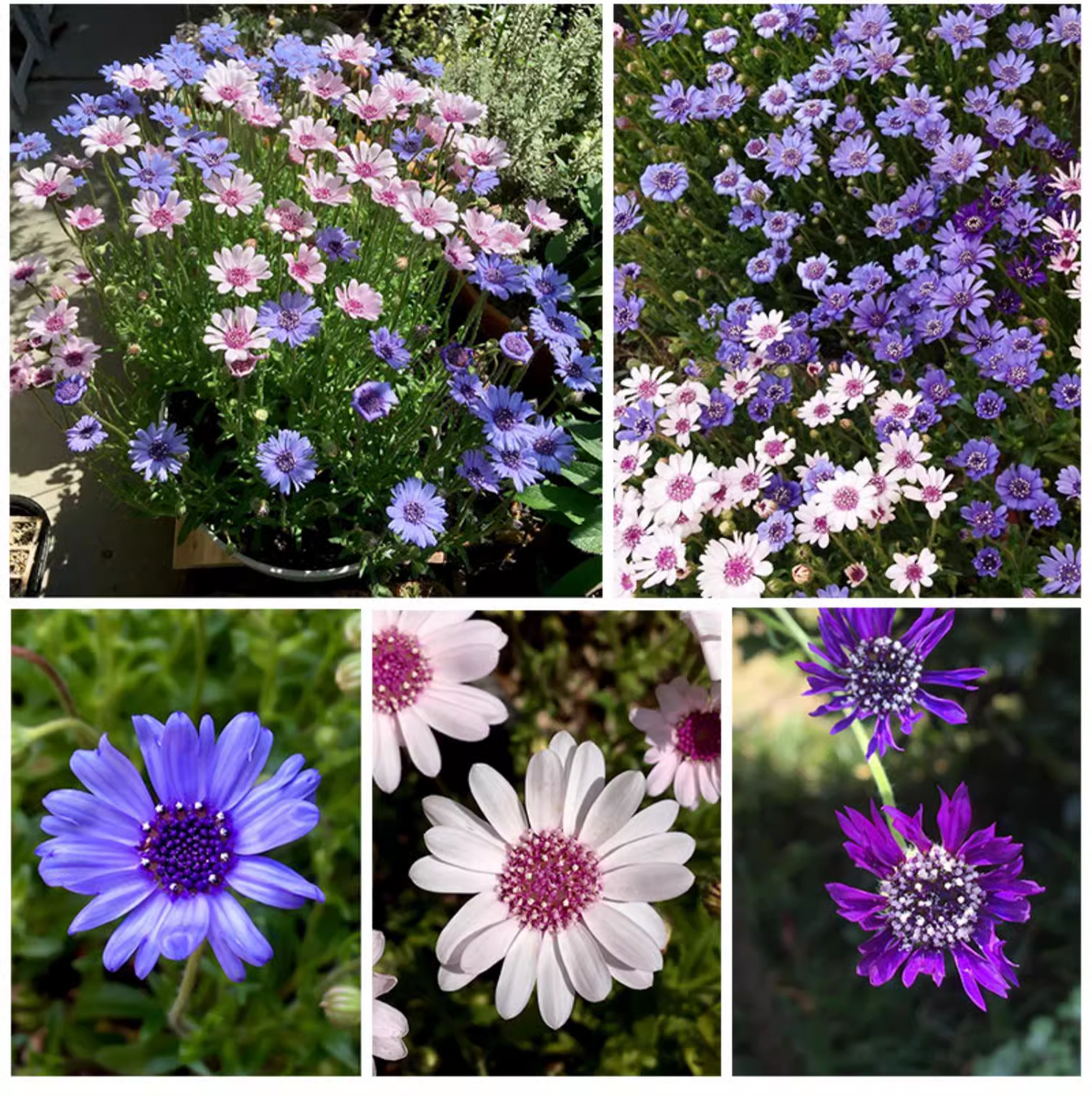 Blue Daisy Felicia Amelloides Chrysanthemum – Gardenerstar
