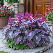 From Seed to Stunning – Hosta Magic 🌿Rare Hosta Seeds🌿 – Gardenerstar