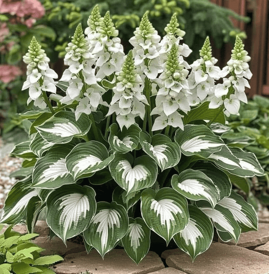 From Seed to Stunning – Hosta Magic 🌿Rare Hosta Seeds🌿 – Gardenerstar