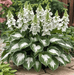 From Seed to Stunning – Hosta Magic 🌿Rare Hosta Seeds🌿 – Gardenerstar
