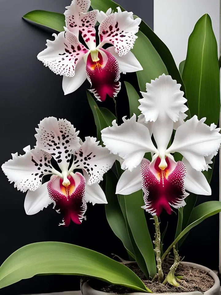 🔥[Limited Time Sale]🌺Iris Bulbs - Rare Species(#22) – Gardenerstar